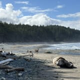 Rialto Beach Trail, Washington - 349 Reviews, Map | AllTrails