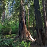Stout Memorial Grove Trail, California - 2,716 Reviews, Map | AllTrails