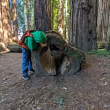 Stout Memorial Grove Trail, California - 2,716 Reviews, Map | AllTrails