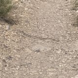 Picketwire Canyon Trail, Colorado - 286 Reviews, Map | AllTrails