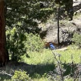 Disappointment Falls via Lady Moon Trail, Colorado - 829 Reviews, Map ...