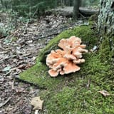 Ferncliff Trail, Pennsylvania - 1,506 Reviews, Map | AllTrails