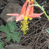 Sagehen Creek Loop, California - 1,097 Reviews, Map | AllTrails