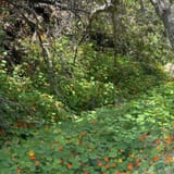 Brush Canyon Trail and Mount Bell Loop, California - 372 Reviews, Map ...