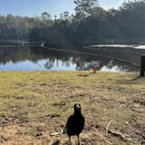 Enoggera Reservoir Circuit, Queensland, Australia - 1,696 Reviews, Map ...