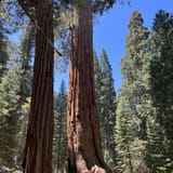 General Grant Trail, California - 2,925 Reviews, Map | AllTrails