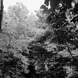 Greer Spring Trail, Missouri - 338 Reviews, Map | AllTrails