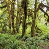 Hall of Mosses Trail, Washington - 5,884 Reviews, Map | AllTrails