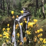 Oneonta Trail, Oregon - 724 Reviews, Map | AllTrails