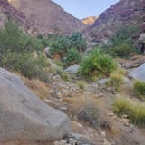 Borrego Palm Canyon, California - 3,154 Reviews, Map | AllTrails