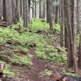 Mount Rose Trail, Washington - 1,356 Reviews, Map | AllTrails