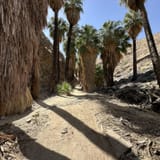 Palm Canyon Trail, California - 1,480 Reviews, Map | AllTrails