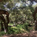 Whiting Ranch Trail, California - 1,841 Reviews, Map | AllTrails