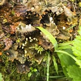 Rushbrook Trail, British Columbia, Canada - 158 Reviews, Map | AllTrails