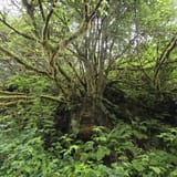 Rushbrook Trail, British Columbia, Canada - 158 Reviews, Map | AllTrails