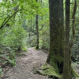 Cat Gap Loop Trail, North Carolina - 746 Reviews, Map | AllTrails