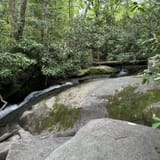 Cat Gap Loop Trail, North Carolina - 746 Reviews, Map | AllTrails