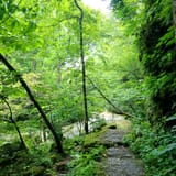 Greer Spring Trail, Missouri - 338 Reviews, Map | AllTrails