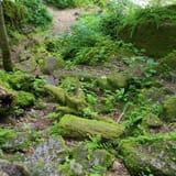 Greer Spring Trail, Missouri - 338 Reviews, Map | AllTrails