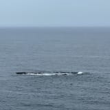 Ocean Path Trail, Maine - 3,554 Reviews, Map | AllTrails