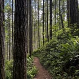 Mount Rose Trail, Washington - 1,345 Reviews, Map | AllTrails