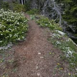 Mount Rose Trail, Washington - 1,366 Reviews, Map | AllTrails