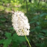 Lewis Spring Falls Trail, Virginia - 1,520 Reviews, Map | AllTrails