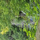 Lewis Spring Falls Trail, Virginia - 1,520 Reviews, Map | AllTrails