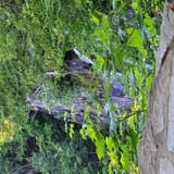 Lewis Spring Falls Trail, Virginia - 1,565 Reviews, Map | AllTrails