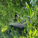 Lewis Spring Falls Trail, Virginia - 1,565 Reviews, Map | AllTrails