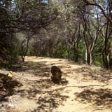 Dragoon Gulch Trail, California - 953 Reviews, Map | AllTrails