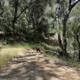 Dragoon Gulch Trail, California - 953 Reviews, Map | AllTrails
