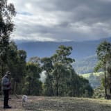 Taggerty River Lookout Loop, Victoria, Australia - 67 Reviews, Map ...
