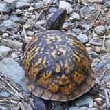 Carderock Park Loop, Maryland - 1,330 Reviews, Map | AllTrails