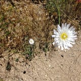 Inspiration Point Loop, California - 4,957 Reviews, Map | AllTrails