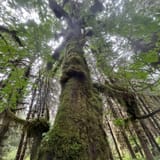 Hall of Mosses Trail, Washington - 5,884 Reviews, Map | AllTrails
