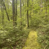 Russell Cave Trail, Alabama - 131 Reviews, Map | AllTrails