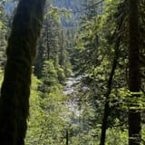 Ancient Groves Nature Trail, Washington - 829 Reviews, Map | AllTrails