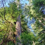 Tall Trees Grove Loop Trail, California - 2,332 Reviews, Map | AllTrails
