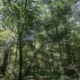 Moon Seed Loop, Louisiana - 381 Reviews, Map | AllTrails