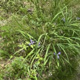 Moon Seed Loop, Louisiana - 381 Reviews, Map | AllTrails