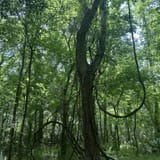 Moon Seed Loop, Louisiana - 381 Reviews, Map | AllTrails