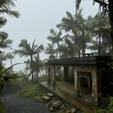 Mount Britton Tower Trail, Puerto Rico - 1,829 Reviews, Map | AllTrails