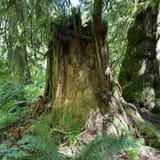 Tradition Lake Loop Trail, Washington - 1,643 Reviews, Map | AllTrails