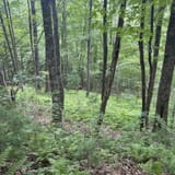 Long Branch Loop Trail, Georgia - 2,375 Reviews, Map | AllTrails