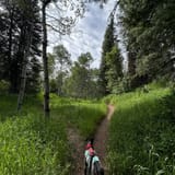 Tibble Fork Loop Trail, Utah - 817 Reviews, Map | AllTrails