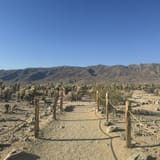 Cholla Cactus Garden, California - 2,351 Reviews, Map | AllTrails