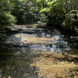 Yellow Branch Falls Trail, South Carolina - 2,772 Reviews, Map | AllTrails