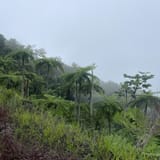 Pico Rodadero Trail: 137 fotos - South Region, Puerto Rico | AllTrails