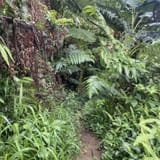 Pico Rodadero Trail: 137 fotos - South Region, Puerto Rico | AllTrails